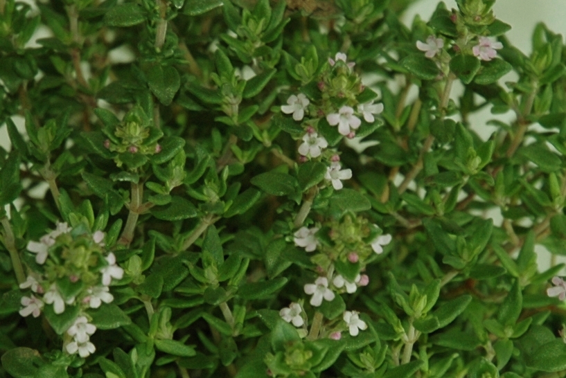 Thym citron - Vivaplante